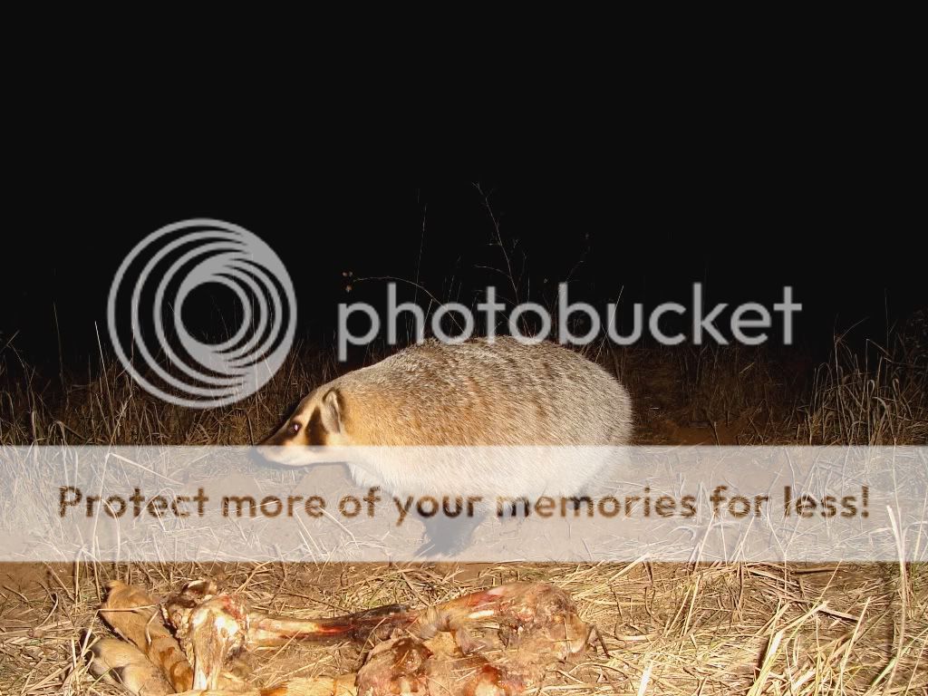 S600 Badger at the Carcass | Archery Talk Forum