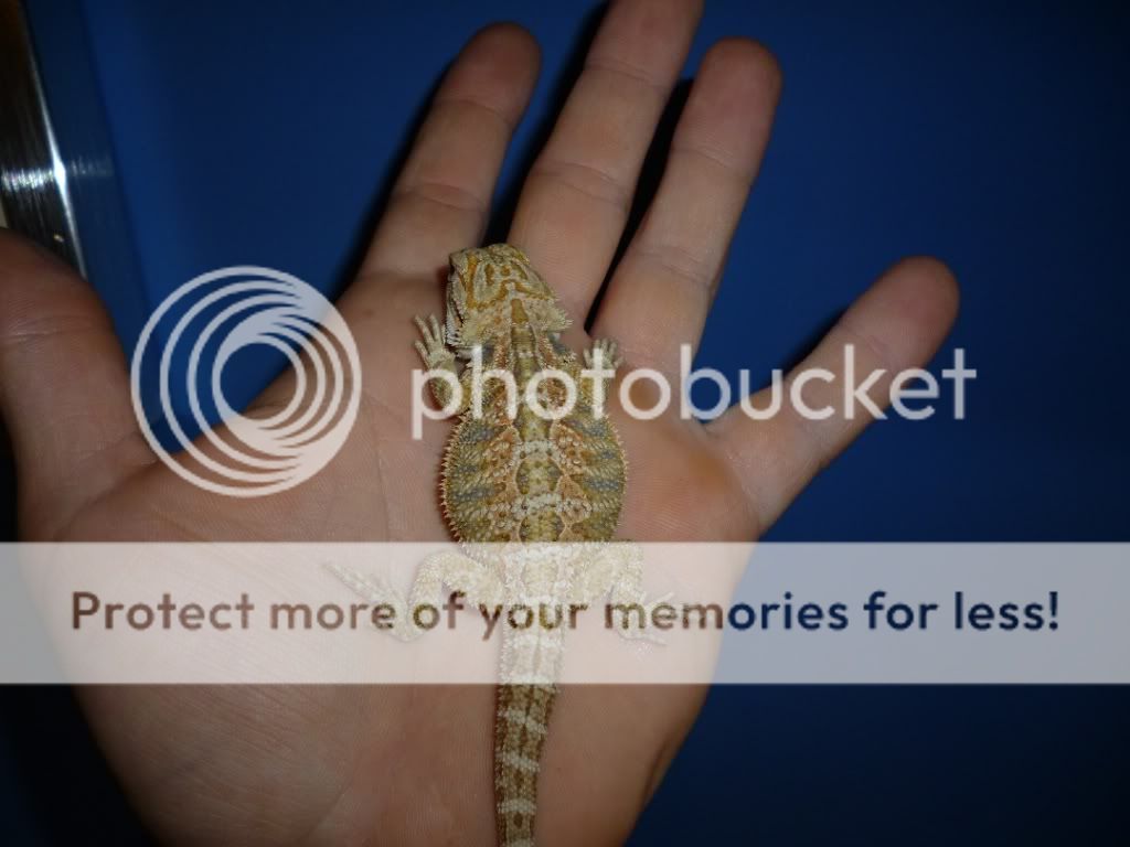 fat baby bearded dragon | Reptile Forums