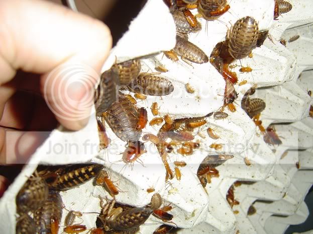 Guinea's guide to roaches (lots of pics) | Reptile Forums